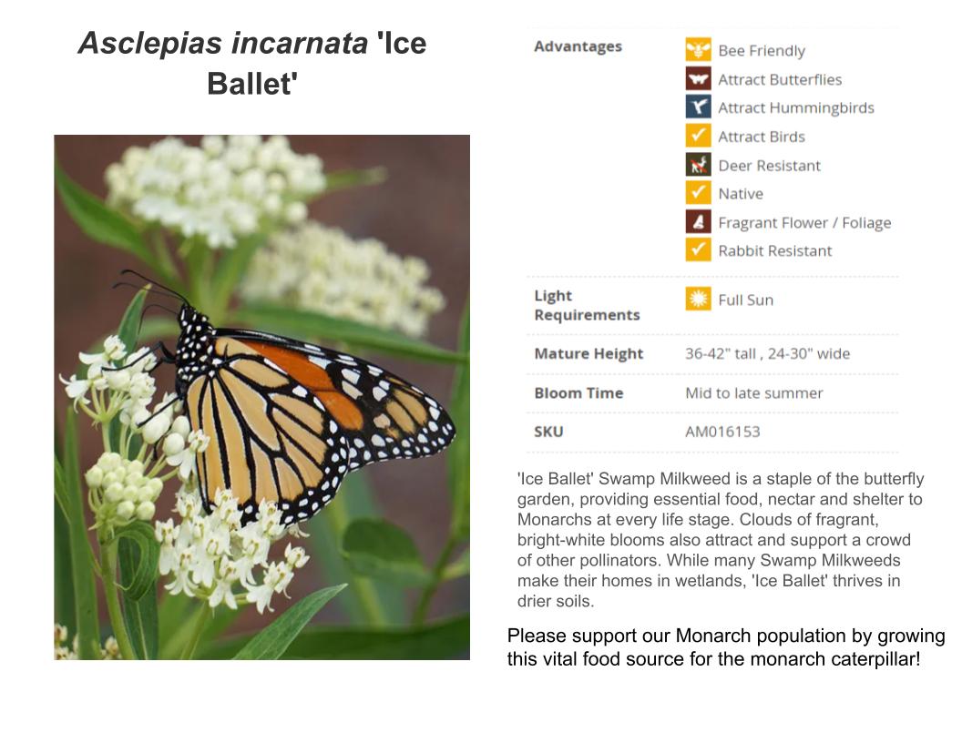 Ice Ballet – Swamp Milkweed | Allan A. Greenleaf Elementary School